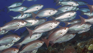 SCAR - Standing Committee on Agricultural Research